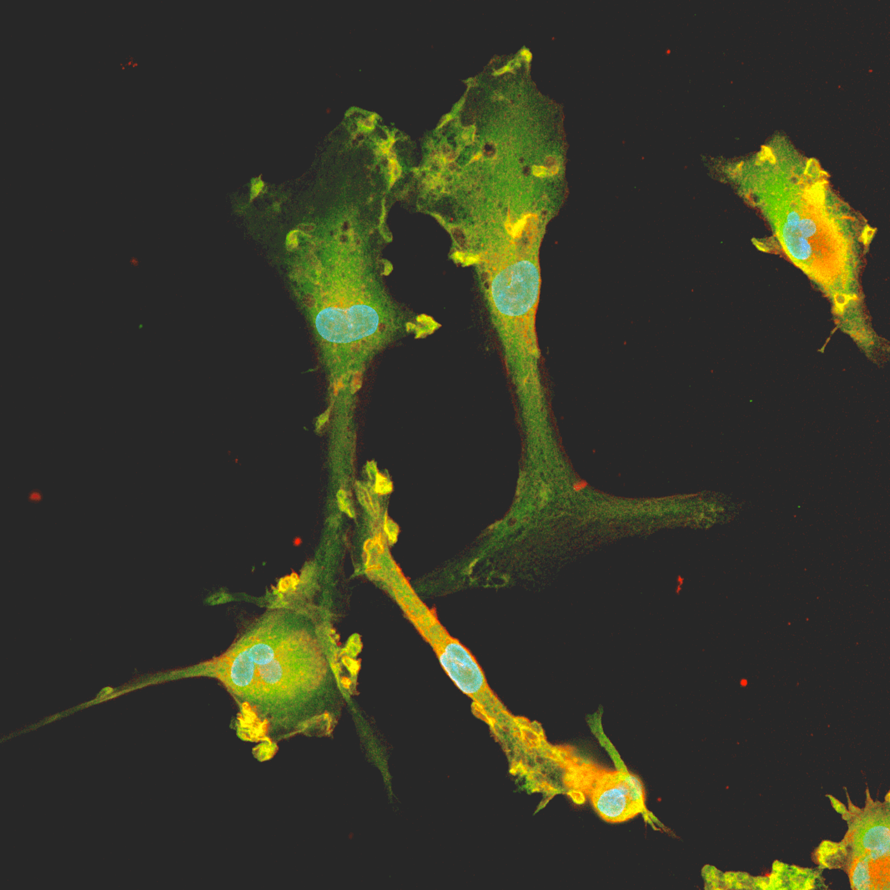 5 top tips for the successful culturing of iPSC-derived microglia